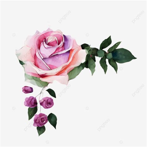 Pink Rose Watercolor Background Pink Rose Watercolor Design Abstract