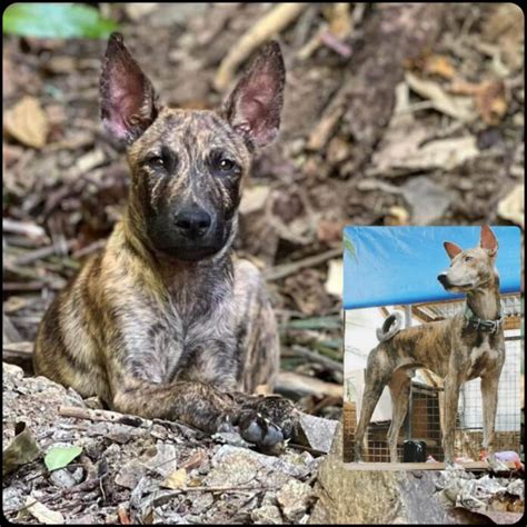 “exploring The Fascinating World Of The Asong Gubat A Rare Purebred