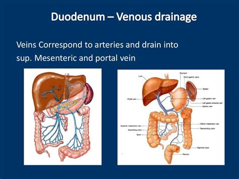 Anatomy Of Duodenum Duodenum Structure Ppt Of Duodenum Power Point…