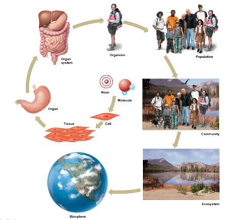 Biol 102 Chp 1 Review Human Biology Flashcards Quizlet