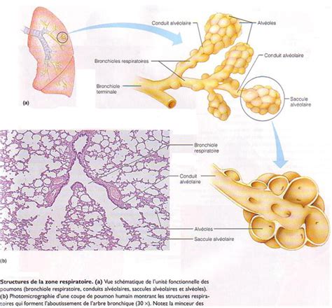Pneumotoxicité Analytical Toxicology