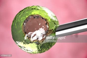 Stem Cell Stock Vector Royalty Free FreeImages