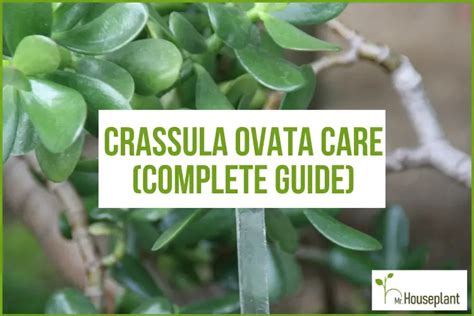 Crassula Ovata Care Complete Guide Mrhouseplant