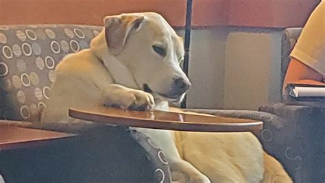 Fundraiser By Ann Markovich Sawyer To Go Back To Work