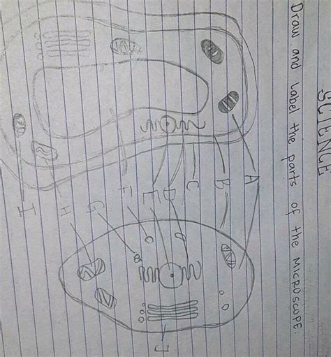 Draw And Label The Parts Of The MICROSCOPE StudyX