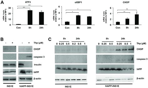 Thapsigargin Induces Er Stress And Apoptosis In Hiapp Ins1e Cells A