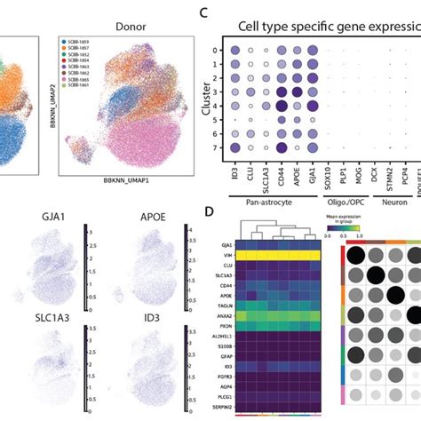 Single Cell Transcriptional Profiling Of Hias From Multiple Donors A