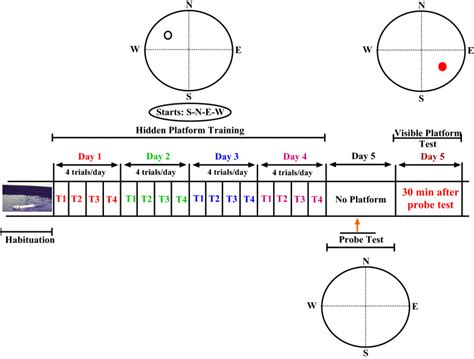 Sex Differences In Spatial Learning And Memory And Hippocampal Long Term Potentiation At