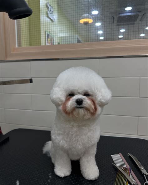 시흥 장곡동 강아지미용실 ๑바나몽๑ Banamong • Instagram Photos And Videos