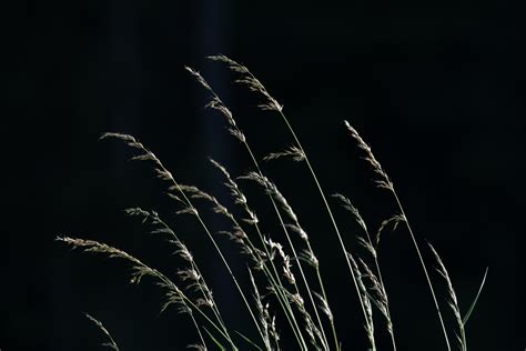 Free Images Nature Branch Light Cloud Plant Sky Night Meadow