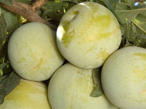 Слива Флавор Квин (Flavor Queen) - Агро Сад