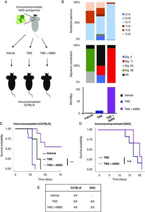 Hypermutation At Recurrence Predicts Immunogenicity In Subcutaneous Download Scientific Diagram