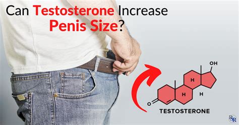 2024 Can Testosterone Increase Penis Size