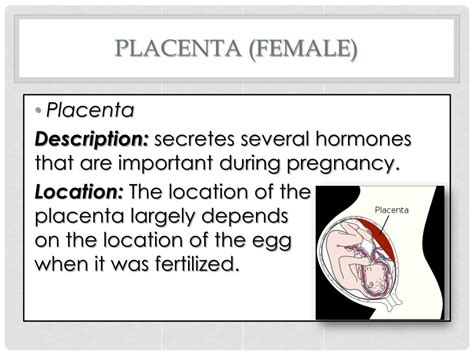 Ppt The Endocrine System Powerpoint Presentation Free Download Id