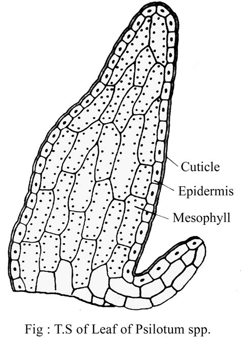Prema Psilotum Classification Structure Of Sporophyte Reproduction Structure Of
