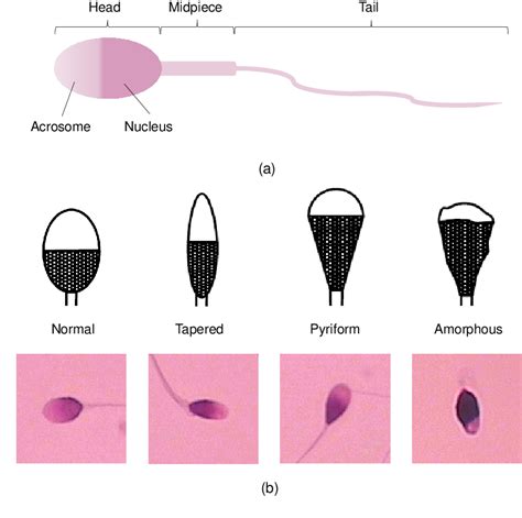 Figure 1 From Automatic Microscopy Analysis With Transfer Learning For Classification Of Human