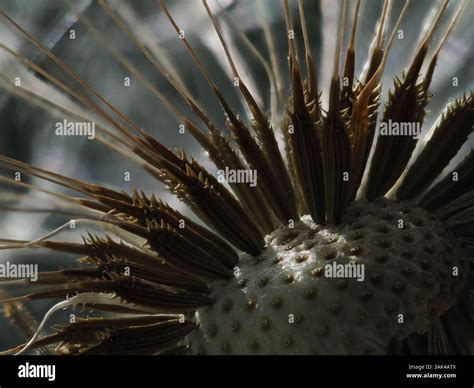 Macro Photo Of The Center Of A Dandelion Showing The Detailed Structure Of Remaining Seeds With