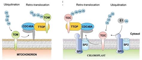 Jipb 香港大学林文量课题组揭示了拟南芥 Toc 和 Tom 受体降解的分子机制 Book学术
