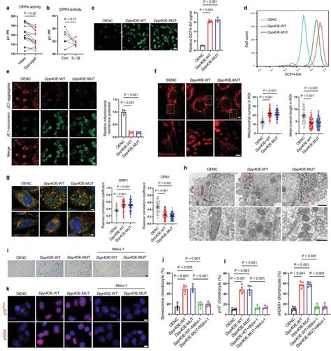 Dipeptidyl Peptidase 4 Dpp4 Exacerbates Osteoarthritis Progression In