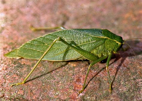 Tettigoniidae Katydids