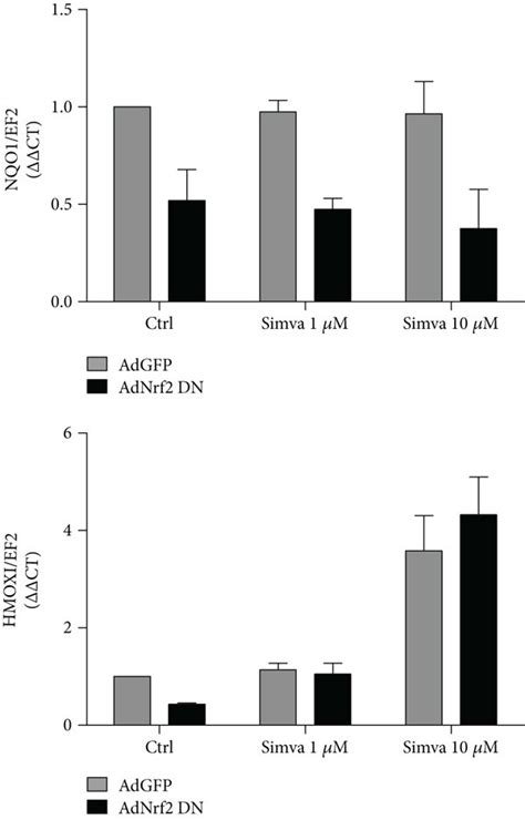 Simvastatin Does Not Influence Hmox1 Via Nrf2 Are System In Haoec A Download Scientific