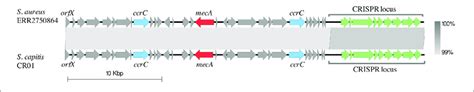 Comparison Of The Sccmec Crispr Structures From A Representative Of Download Scientific