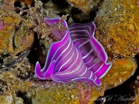 Flat Worm By Raffaele Daniello Underwater Photographer Water
