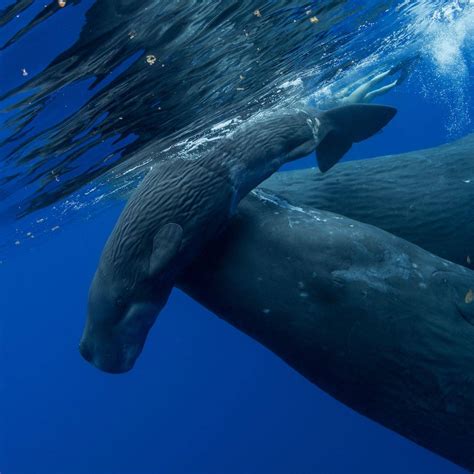 Whales In Mauritius Same Sex Love Battles With Squids And Minutes
