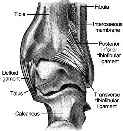 Posterior Inferior Tibiofibular Ligament Wikism Sports Medicine Wiki