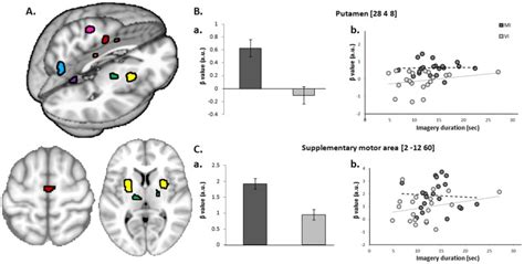 A Cerebral Activity During Motor Imagery Of Balance Statistical Download Scientific Diagram
