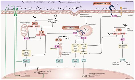 Mamp Pamp Sensing Pathways In The Intestine Several Prrs Are Involved Download Scientific