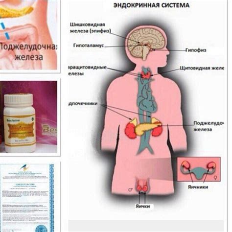 Для тех кто заботится о своем здоровье Неделя профилактики эндокринной системы ‼Важно