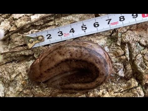 ヤンバルヤマナメクジは巨大すぎて二度見してしまう Meghimatium sp 沖縄の生き物 YouTube