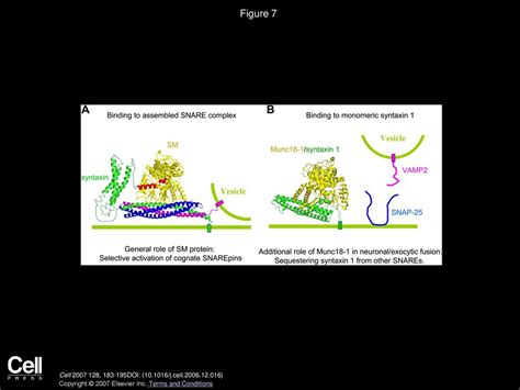 Selective Activation Of Cognate Snarepins By Sec1munc18 Proteins Ppt Download