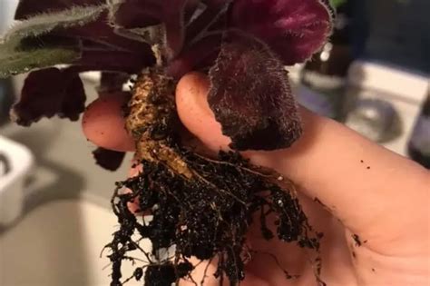 How To Identify And Save African Violet From Root Rot Garden For Indoor