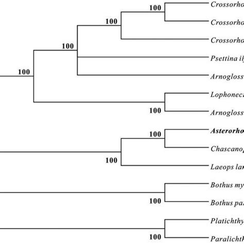 Phylogenetic Tree Of Bayesian Inference Was Constructed Based On The Download Scientific