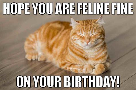 Cat Bday Memes Moggie Mugshot Funny Cat Birthday Card 18th 21st 30th