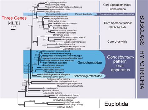 Color Online Maximum Likelihood Ml Tree Based On Concatenated Three