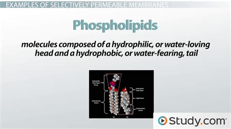 Selective Permeability Cell Membrane