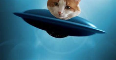 Hovercat Album On Imgur