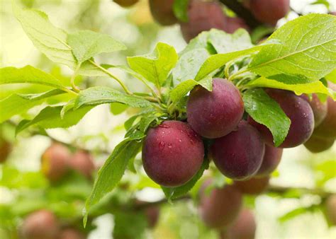 Dwarf Gulf Ruby Plum Plantnet® Australia