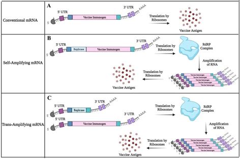 Schematic Of Different Parts Of Conventional Mrna Self Amplifying