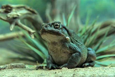 From Fungi To Toads How Drugs Are Fuelling An Online Black Market For