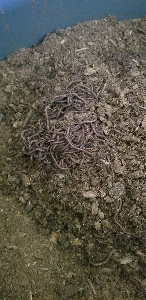 recieved my first little noodles today wish me luck imgur