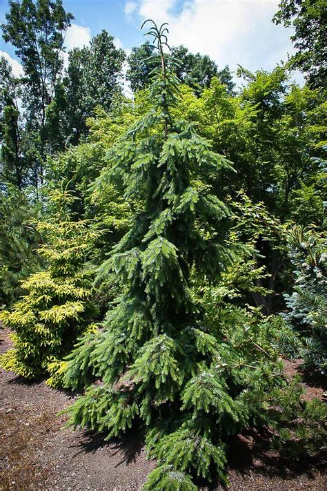 Weeping Serbian Spruce For Sale Online The Tree Center