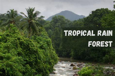 Types Of Trees With Names In The World