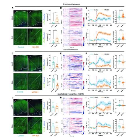 Basolateral Amygdala Bla Neurons Send Glutamatergic Projections To
