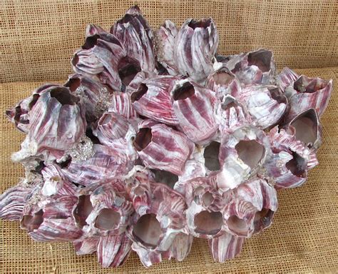 Barnacles Shell Violet Marine Free Photo On Pixabay Pixabay
