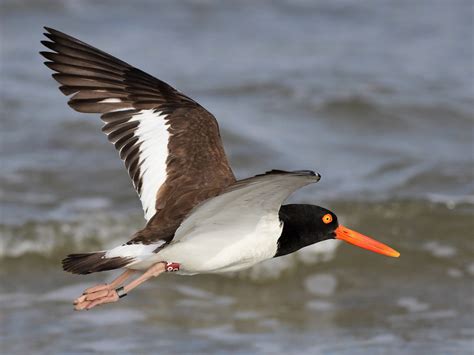 American Oystercatcher Ebird
