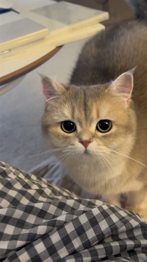 하트비트 고양이 딸꾹질 첨봄😹 브숏 브리티쉬숏헤어 Britishshorthair 골드 블루골드 냥스타그램 냥이스타그램 고양이 고양이그램